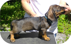 Welcome to lowenherz Teckels - Champion Dachshunds For Over 25yrs